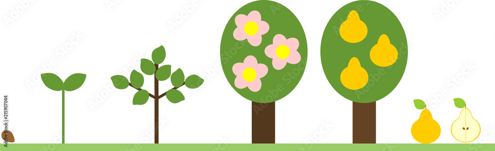 Life cycle of pear tree. Plant growth stage from seed to tree with ...