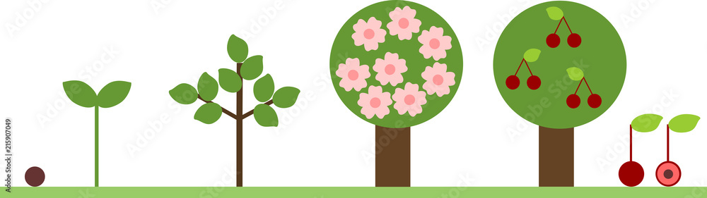 Life cycle of cherry tree. Plant growth stage from seed to tree with ...