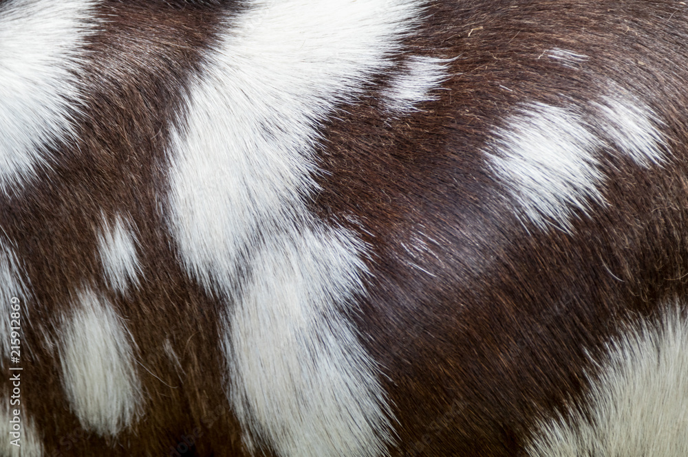Spotted lop-earred goat fur closeup, Boer Goats, are a popular breed ...