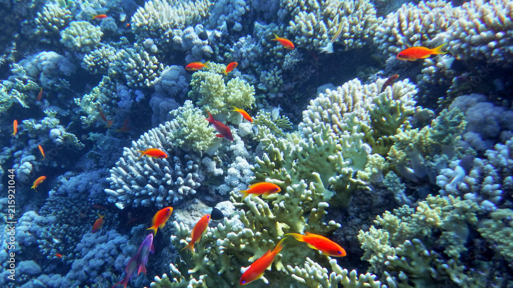 underwater world of the Red Sea, corals, goldfish and other fish ...