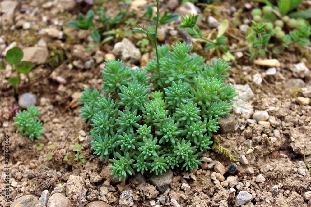 Sedum or Stonecrop hardy succulent ground cover perennial green plant ...