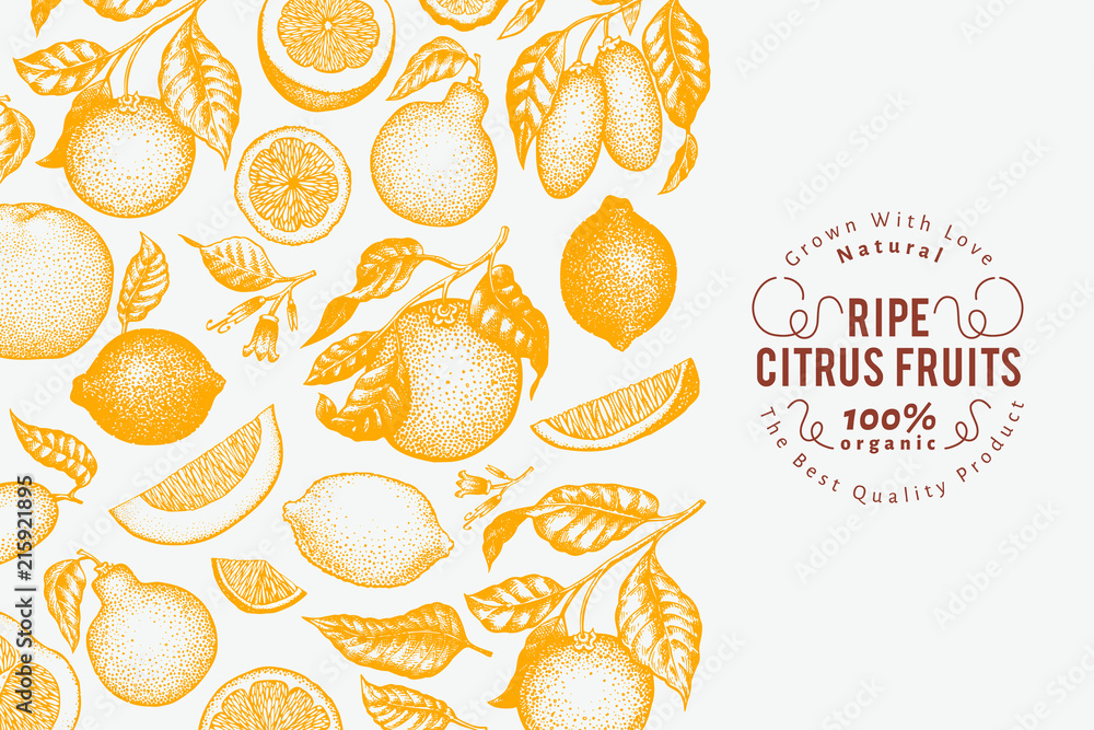 Citrus fruits banner template. Hand drawn vector fruit illustration ...