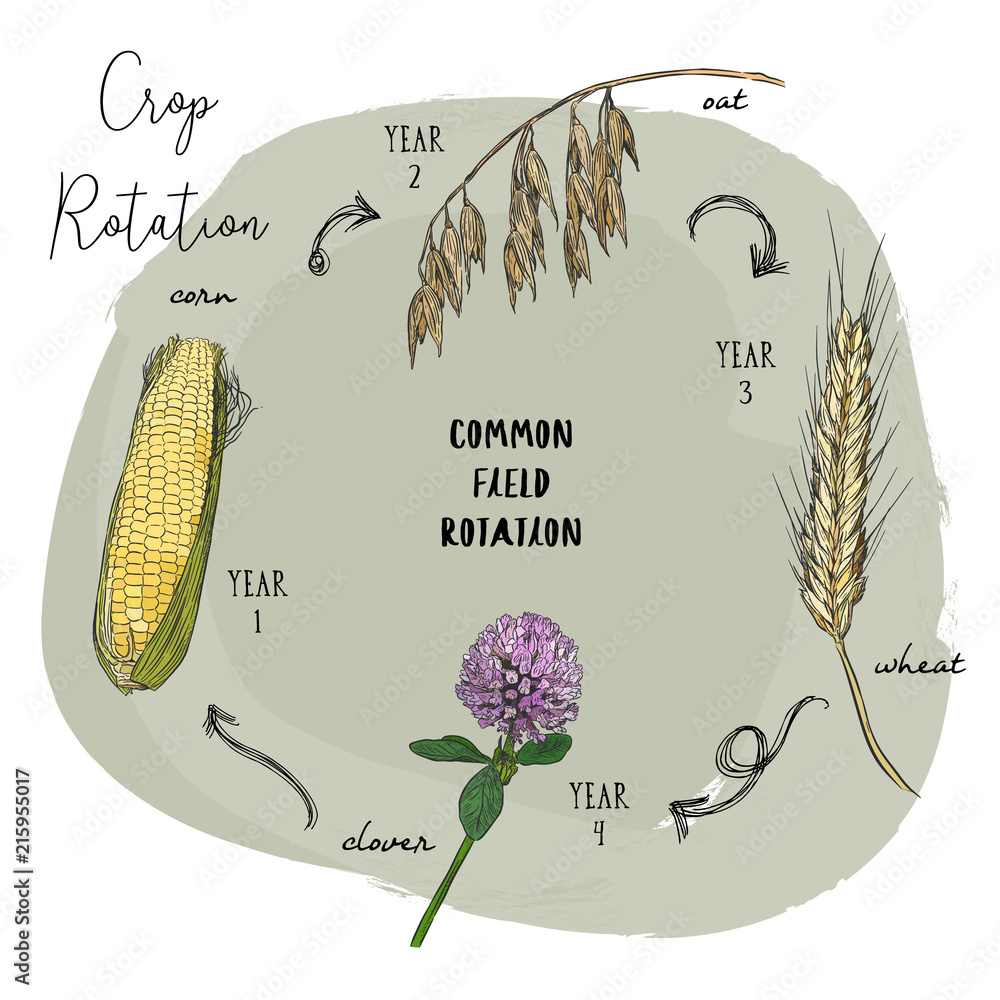 Hand draw sketch vector crop rotation series. Stock Vector | Adobe Stock