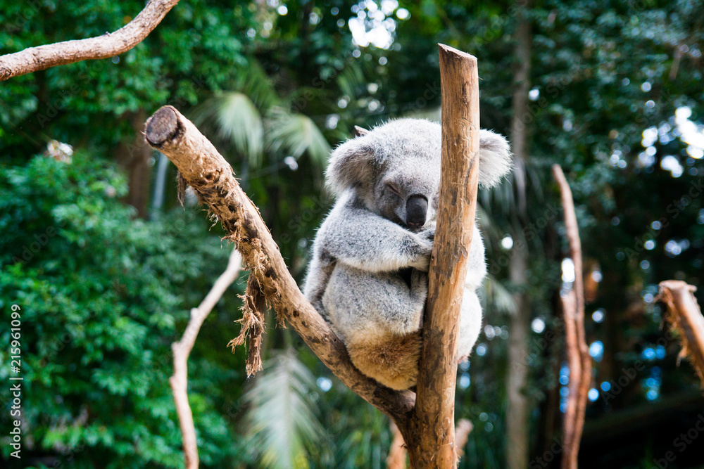 Native Australian animal koala resting on the wooden limbs surrounded ...