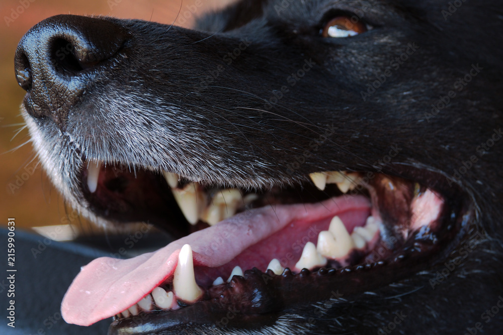 The dog is smiling. Open the jaws of the Animal which is hot. Stock ...