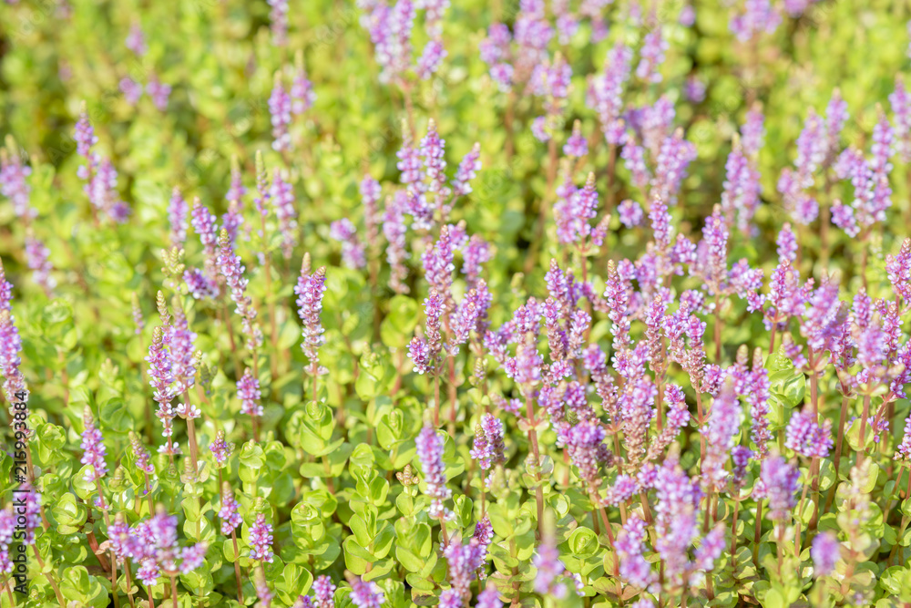 Rotala Rotundifolia In Nature Stock Photo Adobe Stock