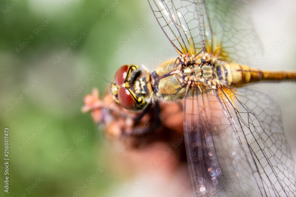dragonfly top view macro Stock Photo | Adobe Stock