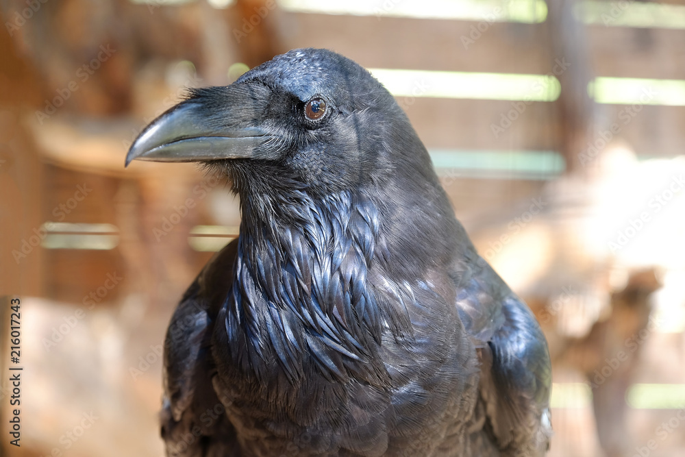 Black bird raven with open beak sitting on the stone. Stock Photo ...