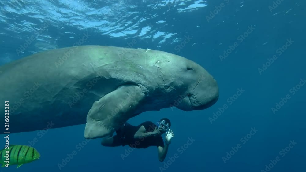 The tourist dives and shots a sleeping sea cow in the blue water ...