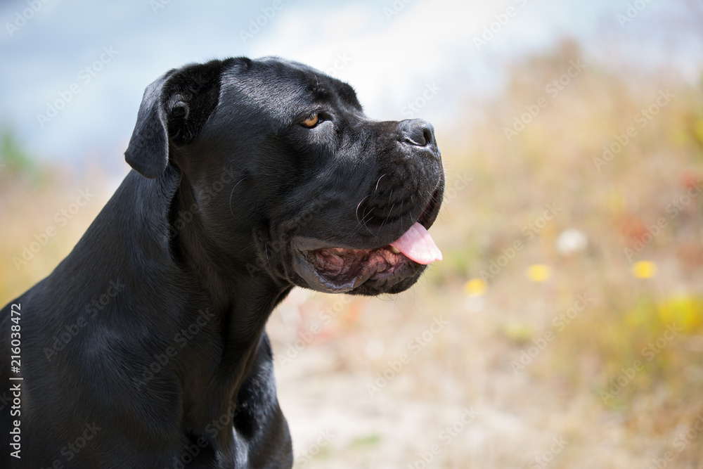 Italian Mastiff Dogs