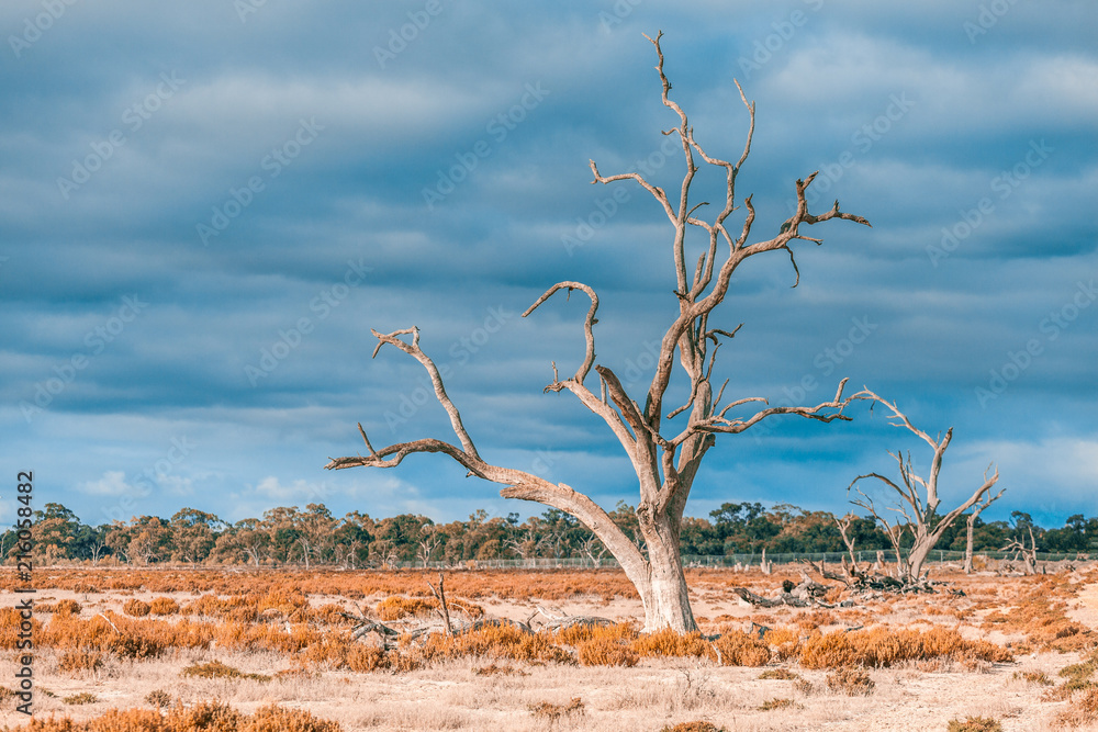 Dead barren gum tree in native Australian Landscape Stock Photo | Adobe ...