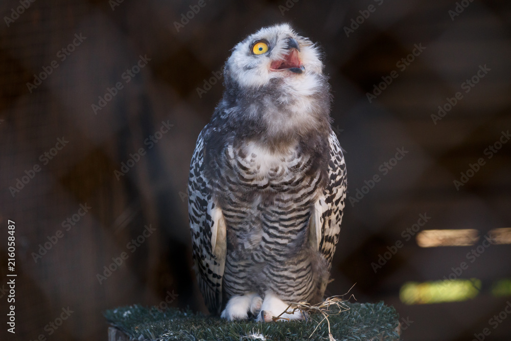 Micrathene whitneyi, the owl owl or dwarf owl with his mouth open while ...