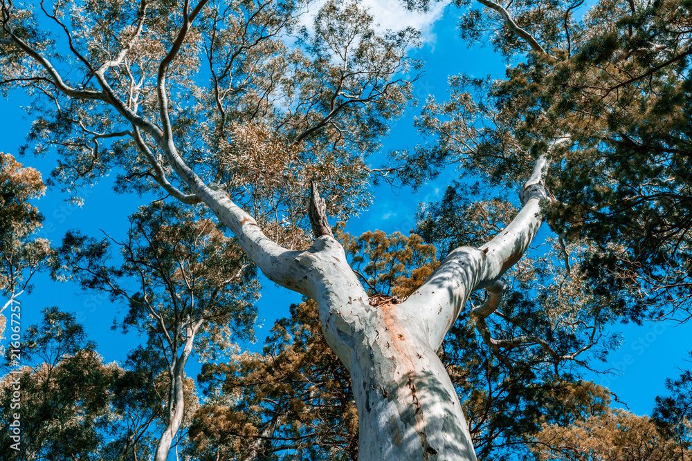 Beautiful native Australian gum tree canopy and blue sky Stock Photo ...