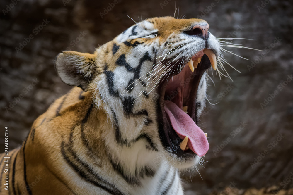 Male Siberian Tiger yawning Stock Photo | Adobe Stock