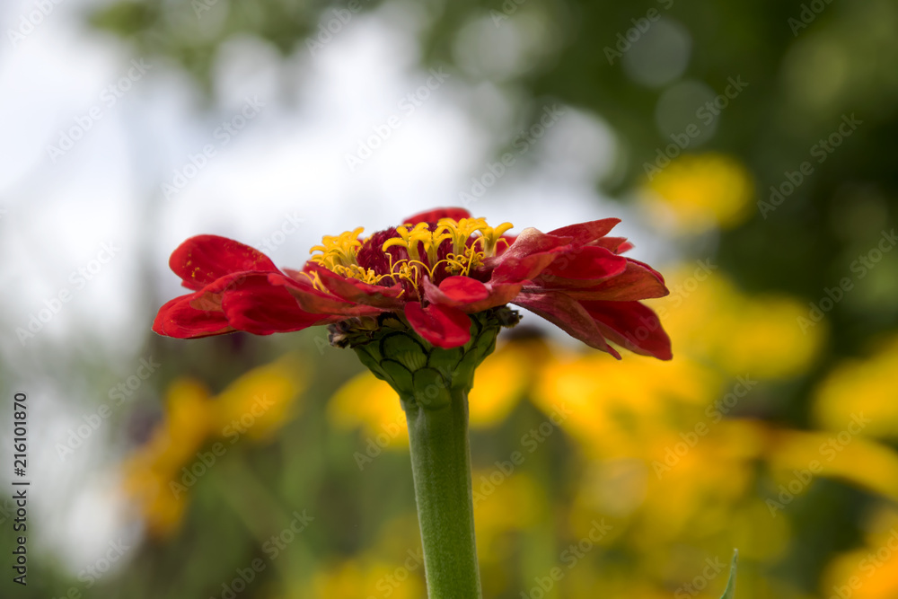 Kwiatek Stock Photo | Adobe Stock