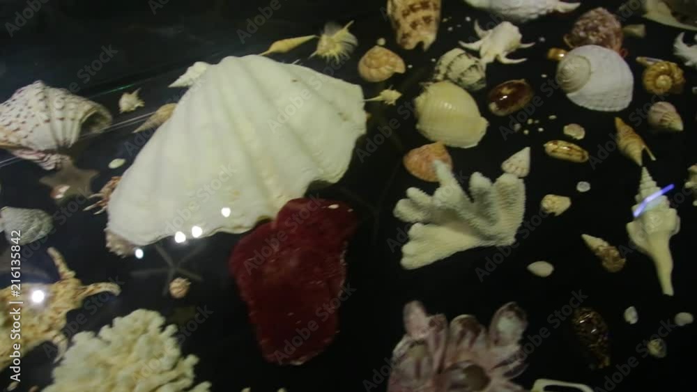Many different kinds of seashells laying under glass at zoological ...