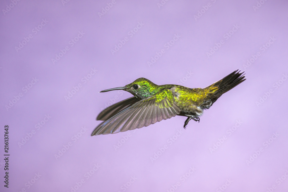Hummingbird in Flight - Versicolored Emerald (Amazilia versicolor) in ...