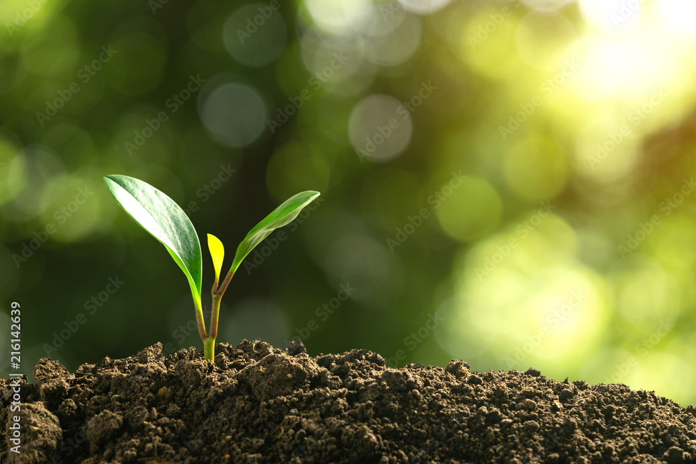 Small trees are growing on the ground incomplete in soft green nature ...