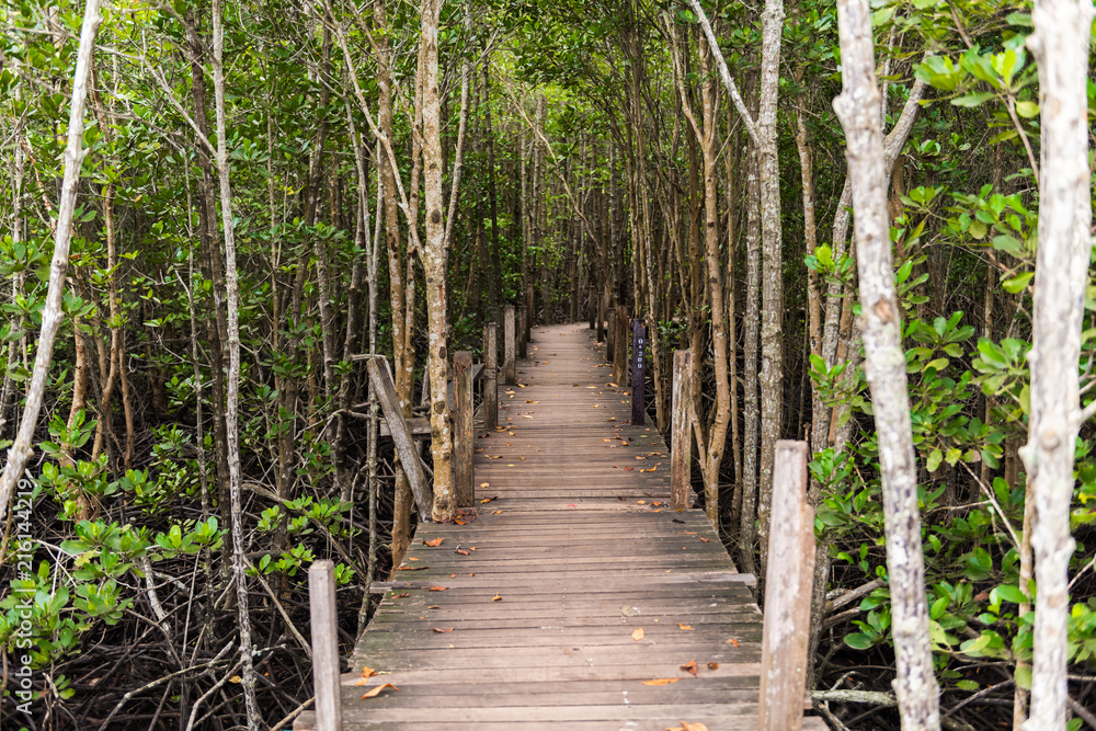Mangroves inTung Prong Thong or Golden Mangrove Field at Estuary Pra ...