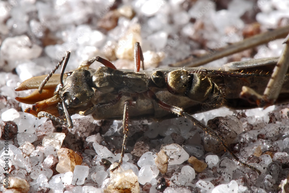 Ant villosa photographed in Guarapari, Espírito Santo - Southeast of ...