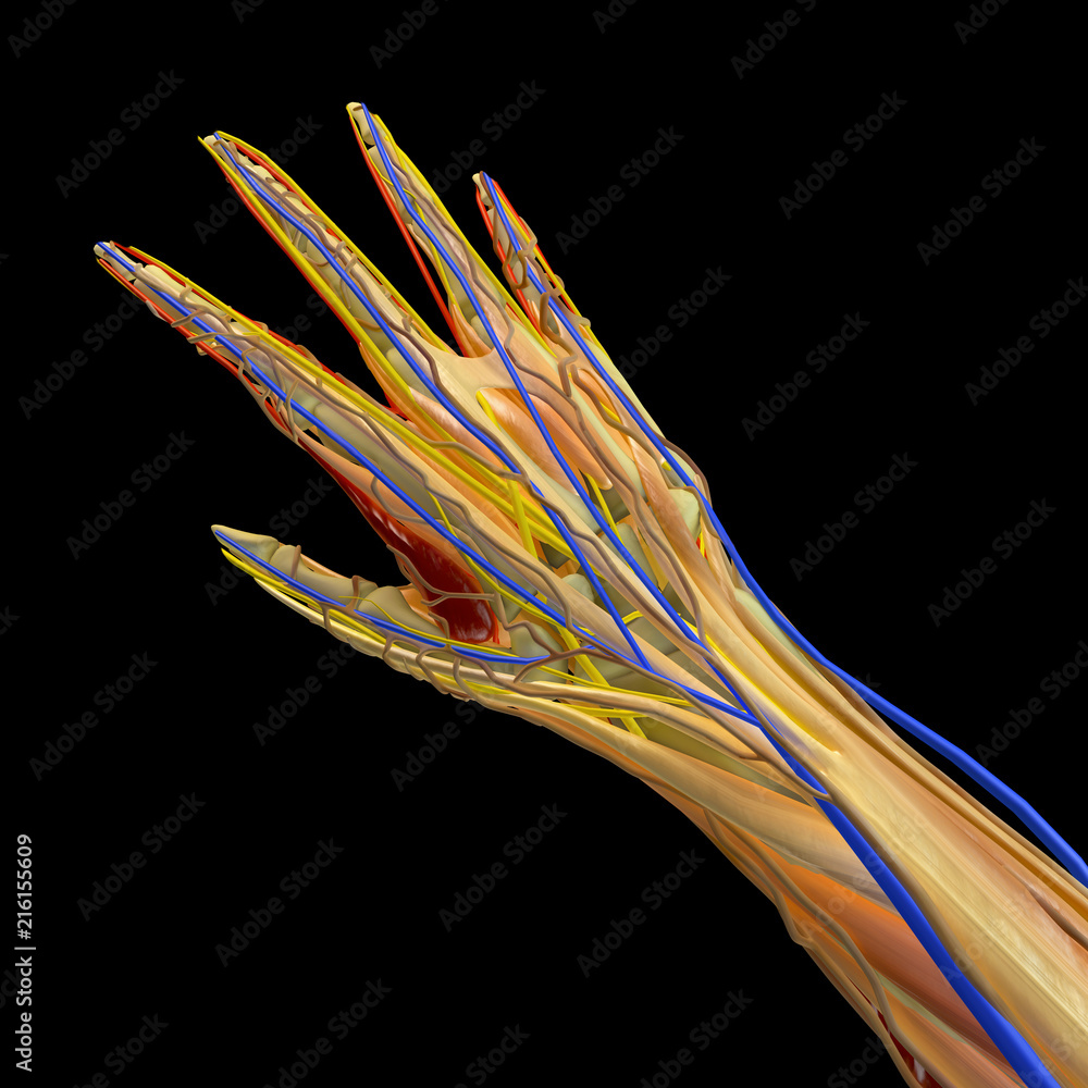 Anatomia interna di una mano, sezione 3d. Vene muscoli ed ossa di una ...