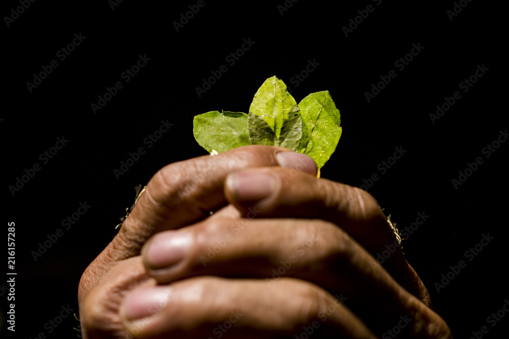 Hoja de Coca Erythroxylum coca (quechua:kuka) es una especie ...