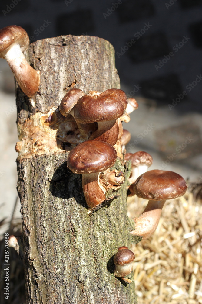 Pilzzucht: Shiitake Pilze Stock-Foto | Adobe Stock