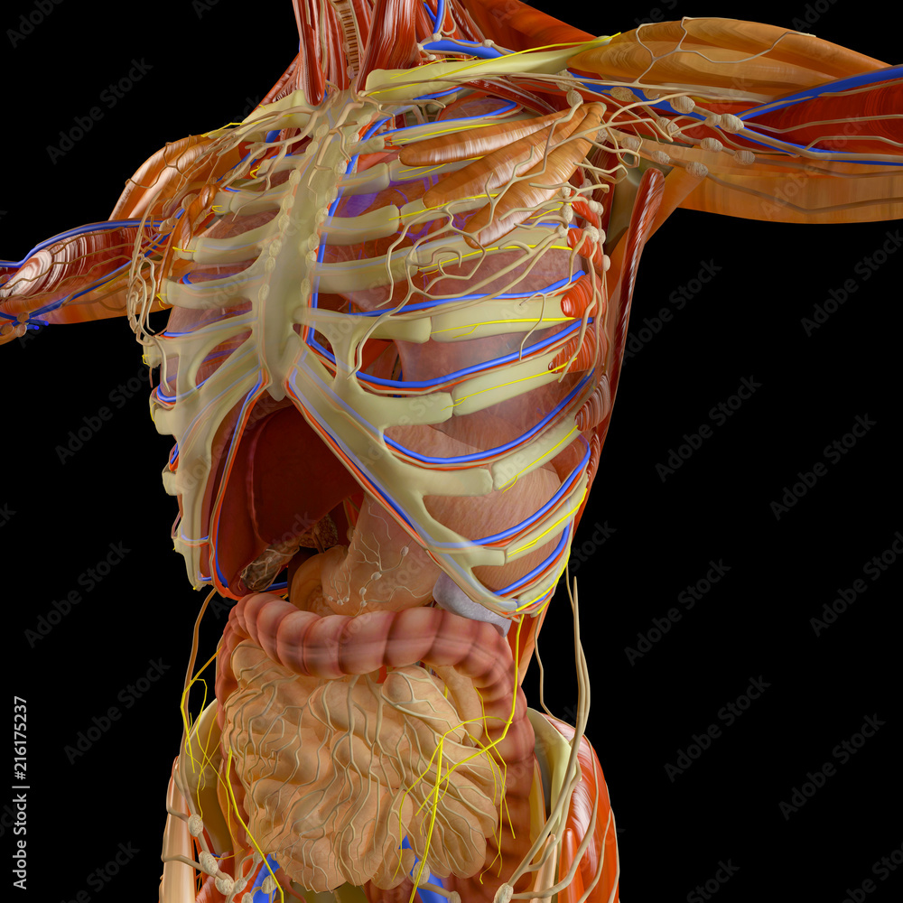 Corpo umano, uomo, apparato respiratorio, anatomia. 3d rendering ...