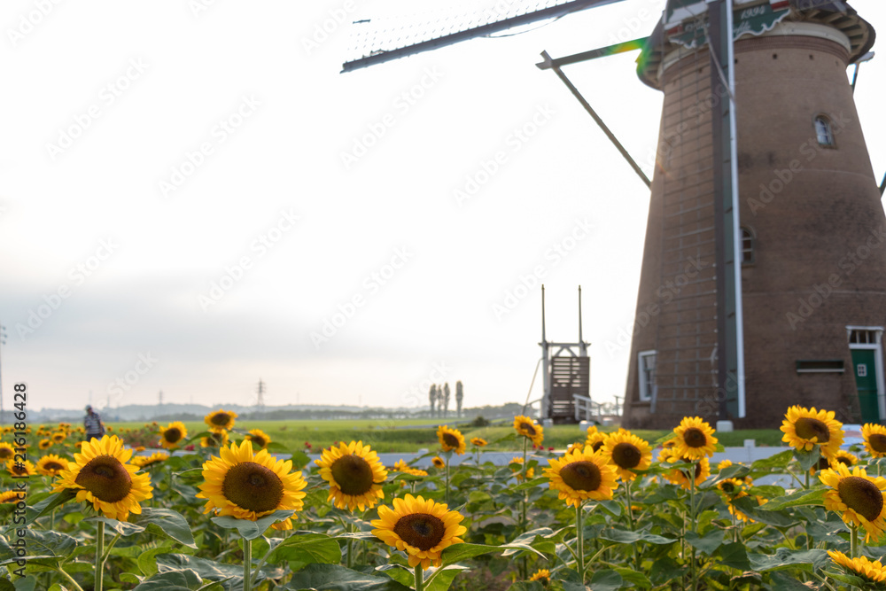 Windmill and Sunflower at Sakura Furusato Square in Sakura city, Chiba ...