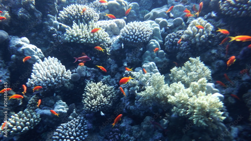 underwater world of the Red Sea, corals, goldfish and other fish ...