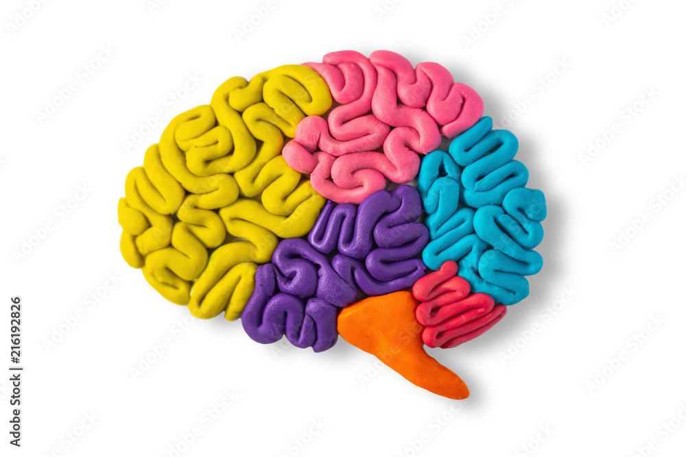 Clay model of human brain anatomy on white background Stock-Foto ...