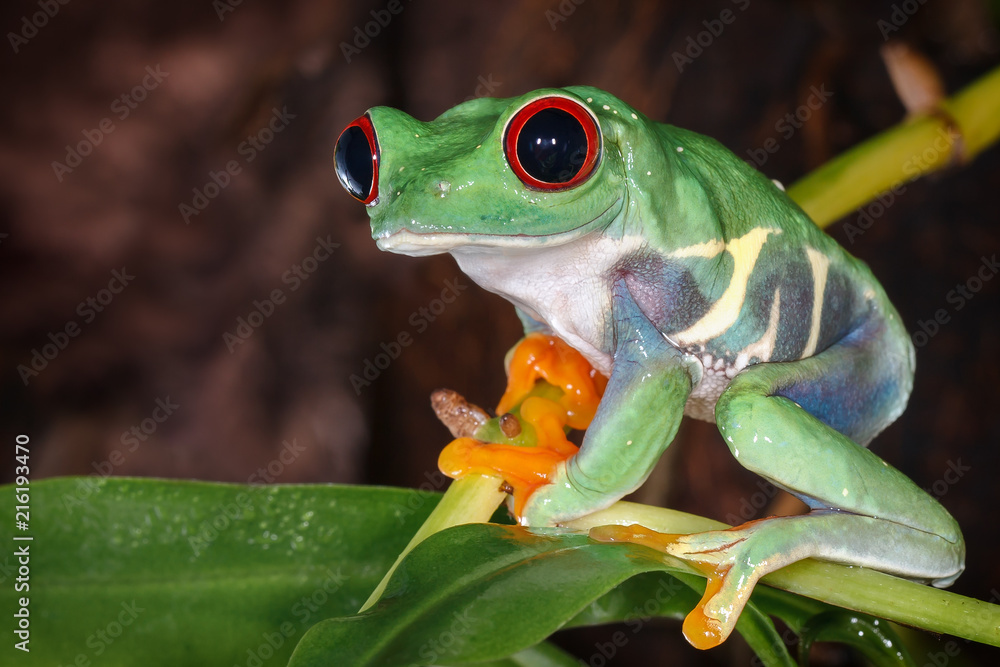 Red eyed tree frog with big and protruding eyes sitting on the pitcher ...