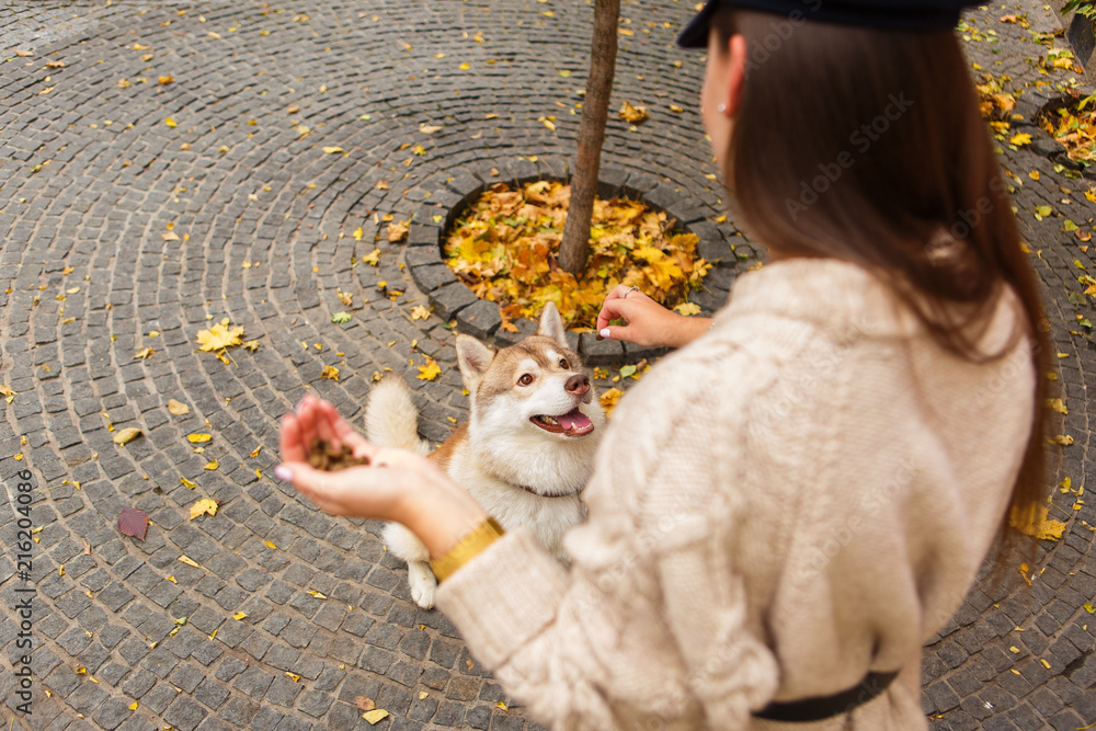 Husky Feeding Female
