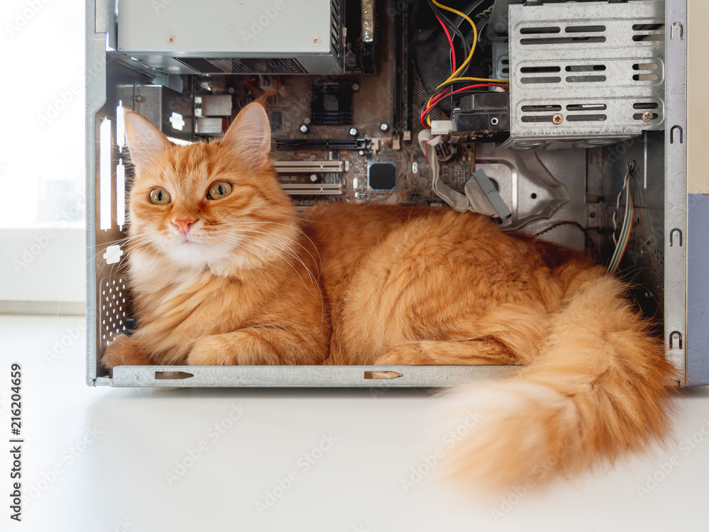 Cute ginger cat lying inside computer system unit. Fluffy pet among ...