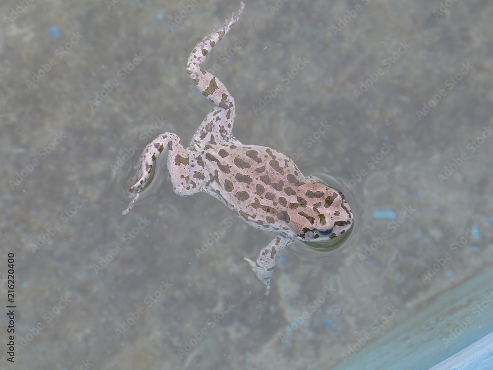 Little frog Stock Photo | Adobe Stock