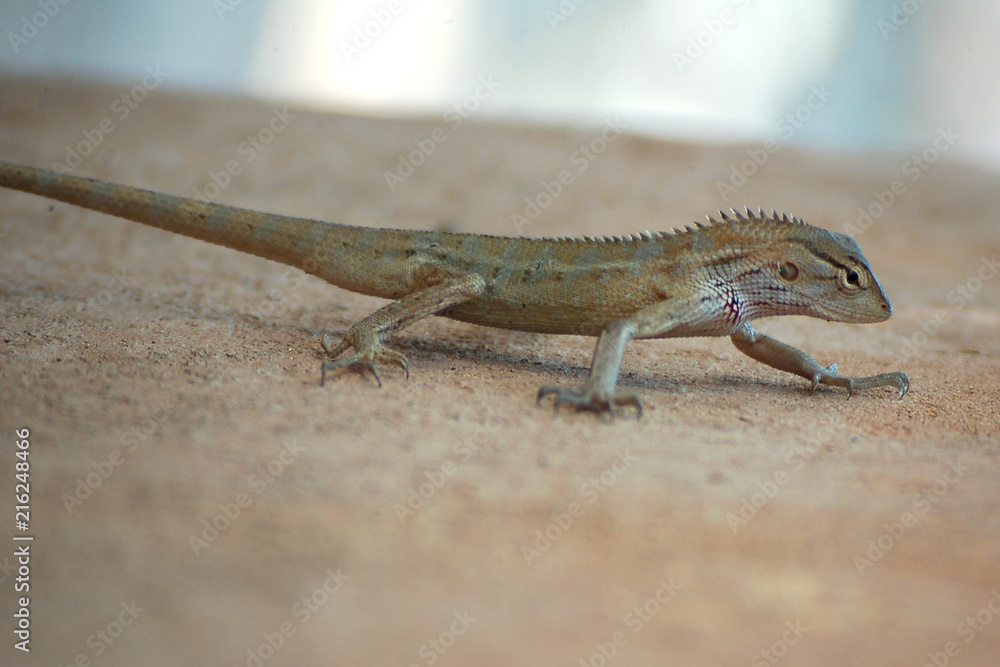 a lizard found in entire north east India. in Assam locally known as ...
