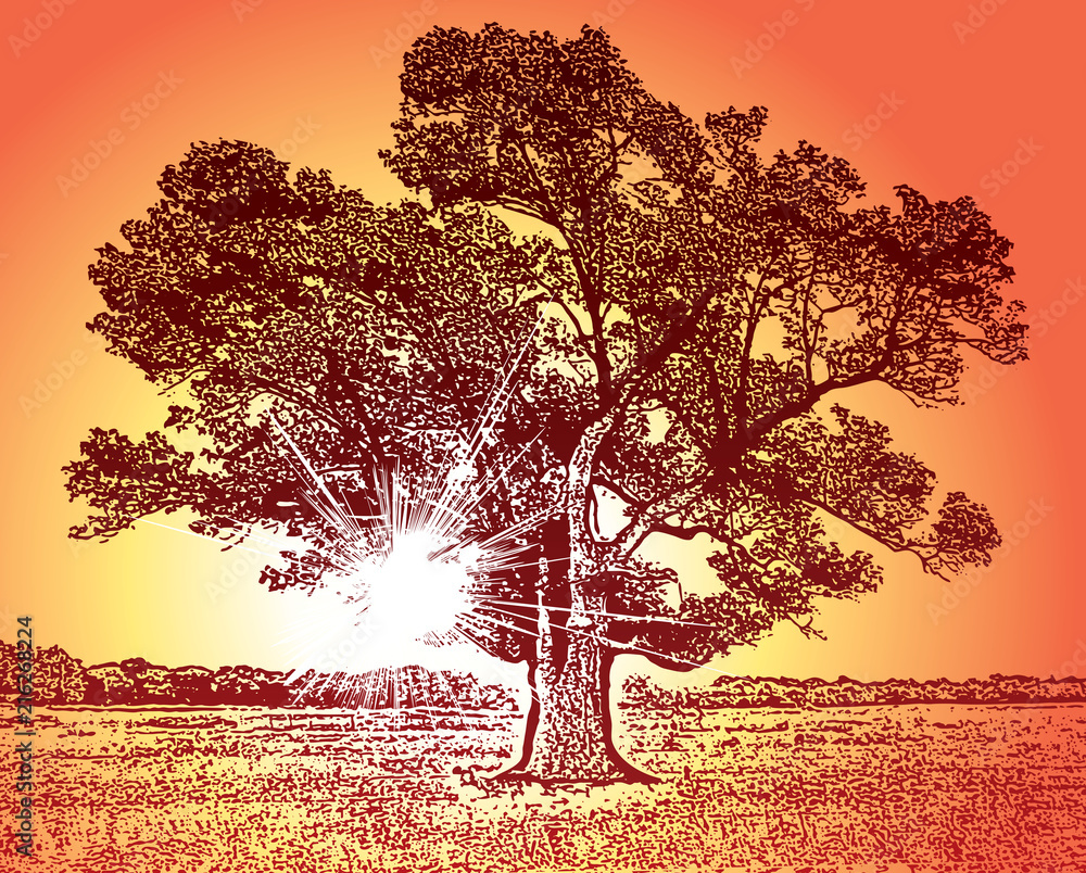 Sunny landscape with beautiful tree silhouette and bright light rays ...