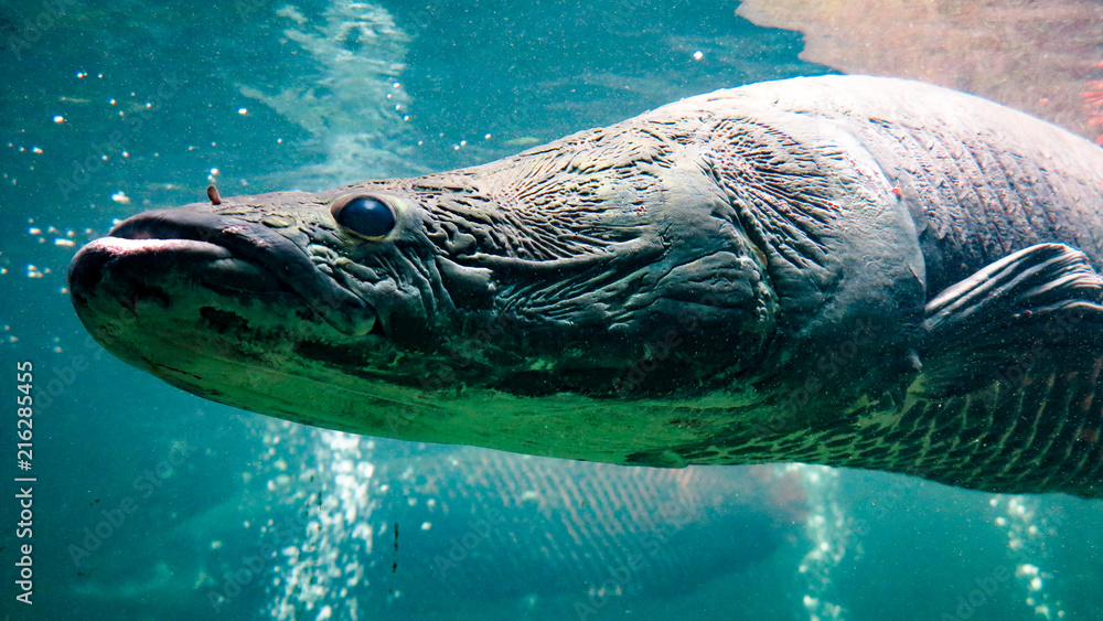 Pirarucu (Arapaima gigas) one largest freshwater fish and river lakes ...