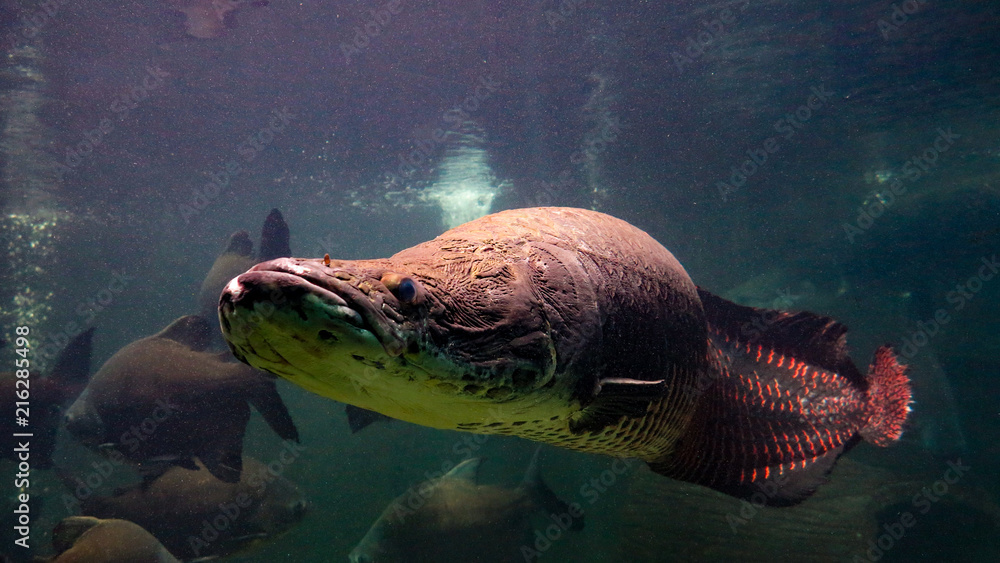Pirarucu (Arapaima gigas) one largest freshwater fish and river lakes ...