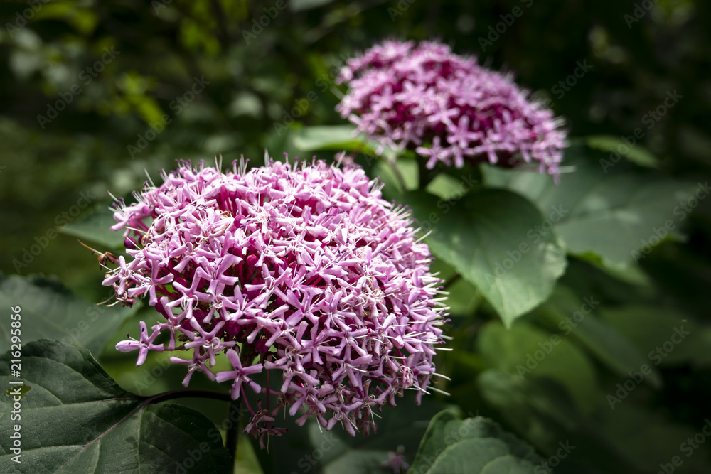 Clerodendrum Purple