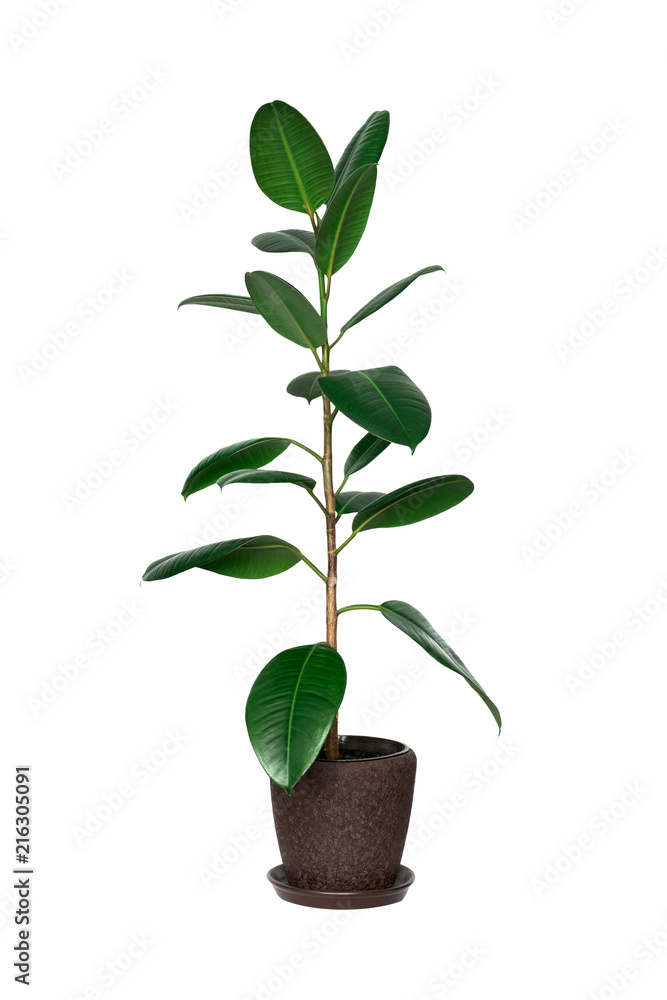 Potted ficus tree isolated on white Stock Photo | Adobe Stock