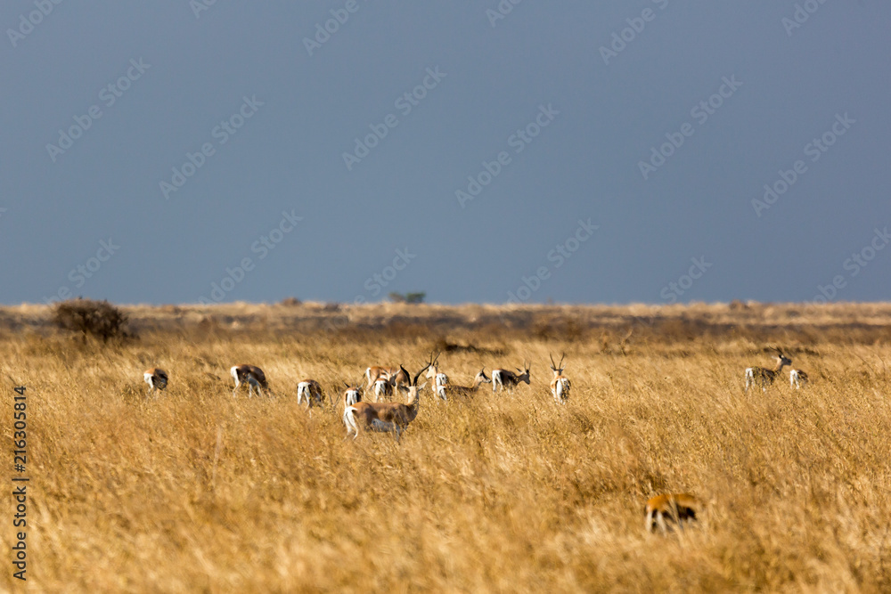 Antilopen in der Savanne Stock Photo | Adobe Stock