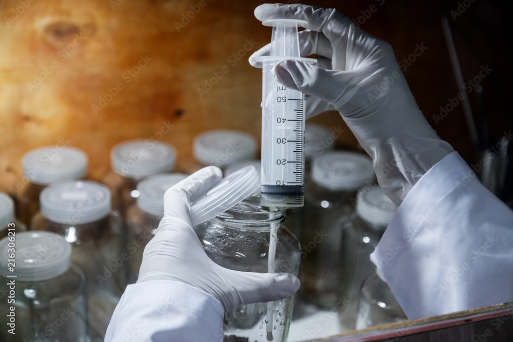 expert scientist test and develop golden yellow cordyceps in laboratory ...