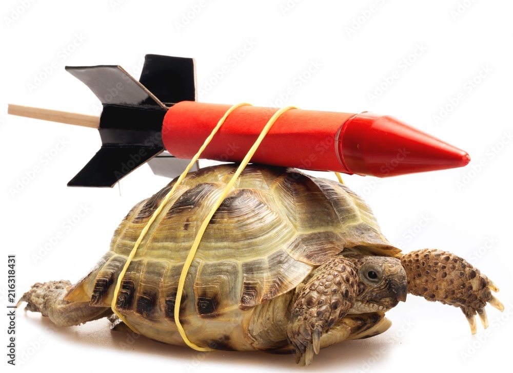 Turtle with a rocket strapped to its Stock Photo | Adobe Stock