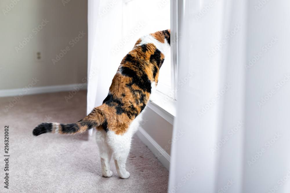 Cat Standing Looking Out Window