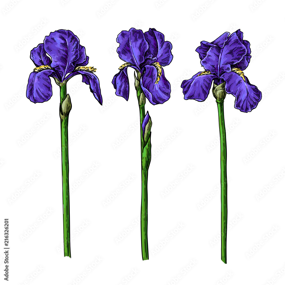 Iris flower and leaves drawing. Vector hand drawn floral object. Garden ...