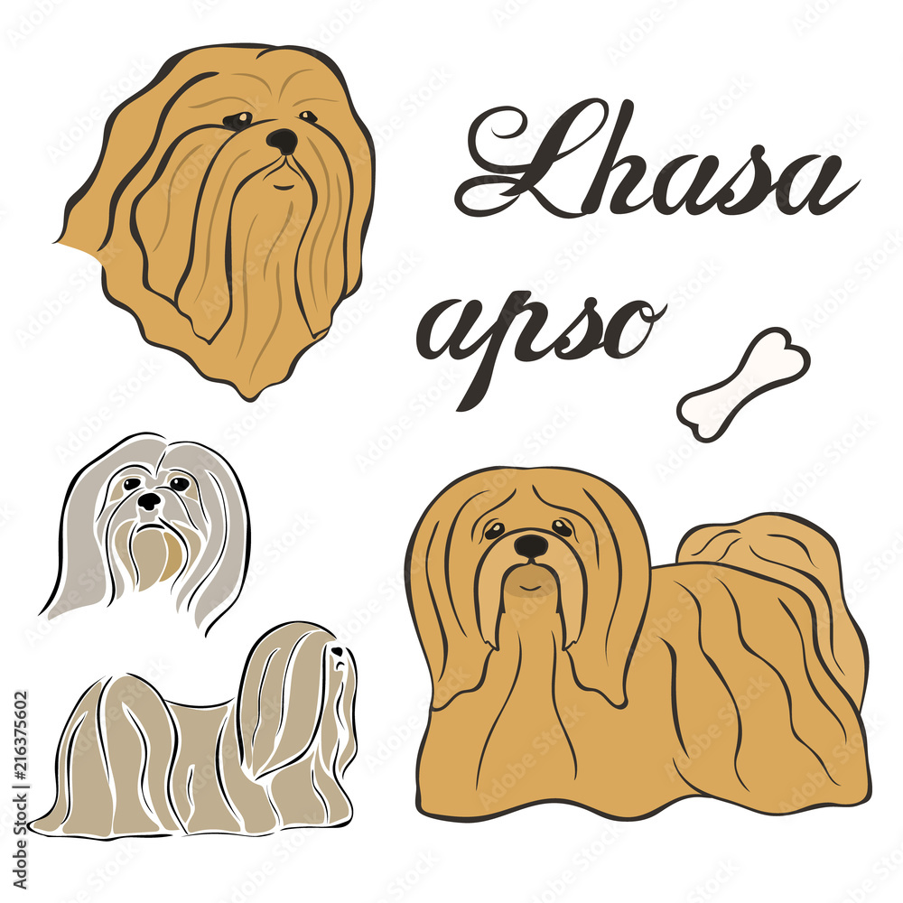 Lhasa apso dog breed vector illustration set isolated. Doggy image in ...