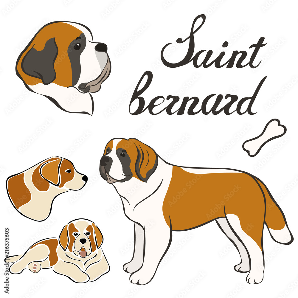 Saint bernard breed vector illustration set isolated. Doggy image in ...