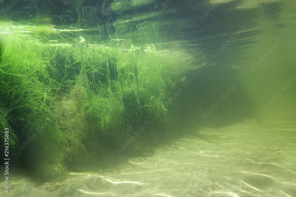 Algae On Rocks Underwater
