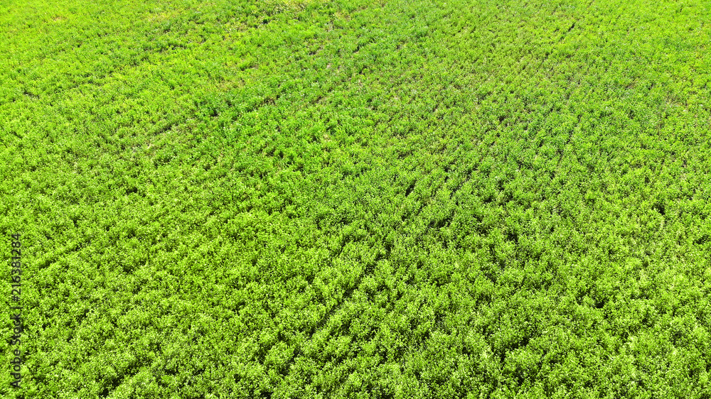 Aerial from drone green grass texture background Stock Photo | Adobe Stock